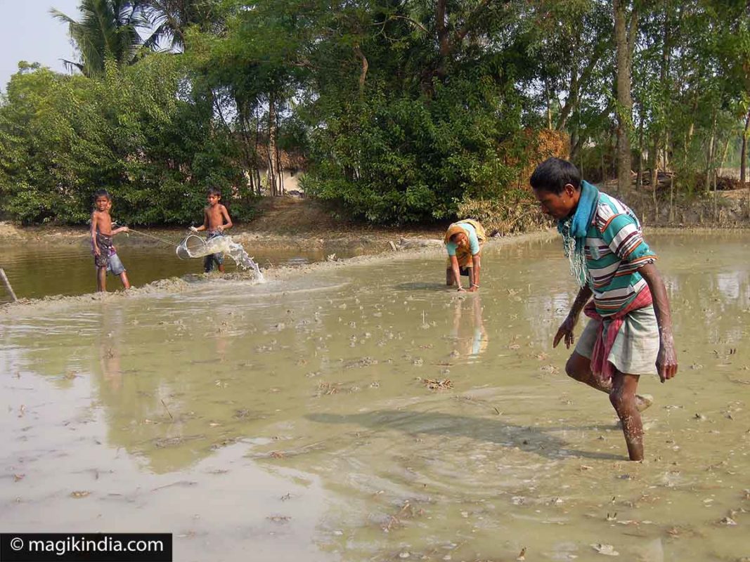 Sundarbans, the largest mangrove forest in the world - MAGIK INDIA