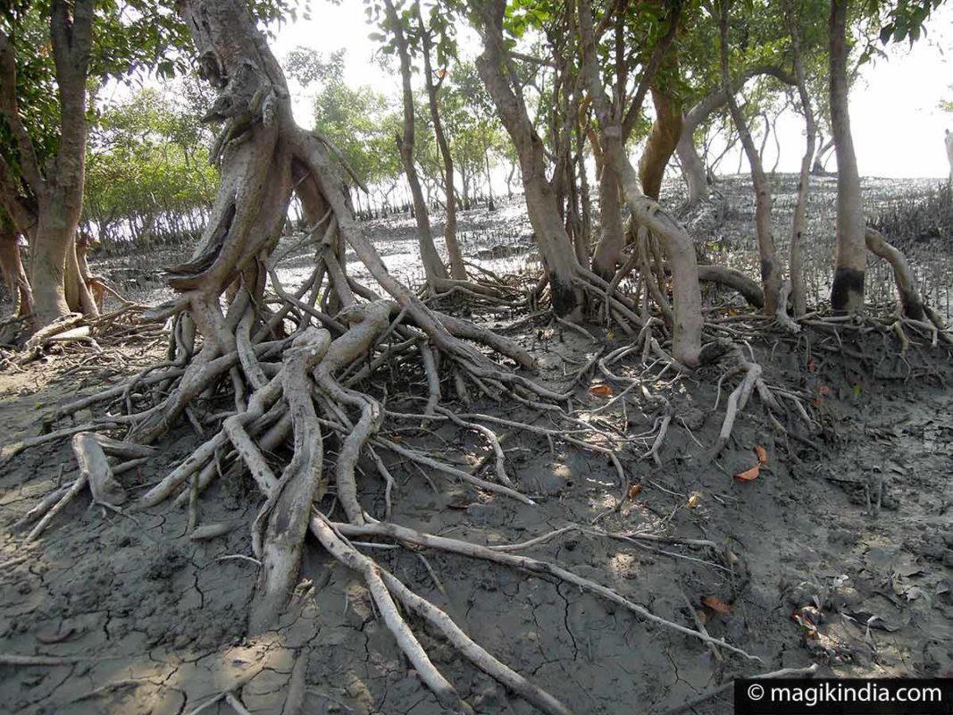 Sundarbans, the largest mangrove forest in the world - MAGIK INDIA