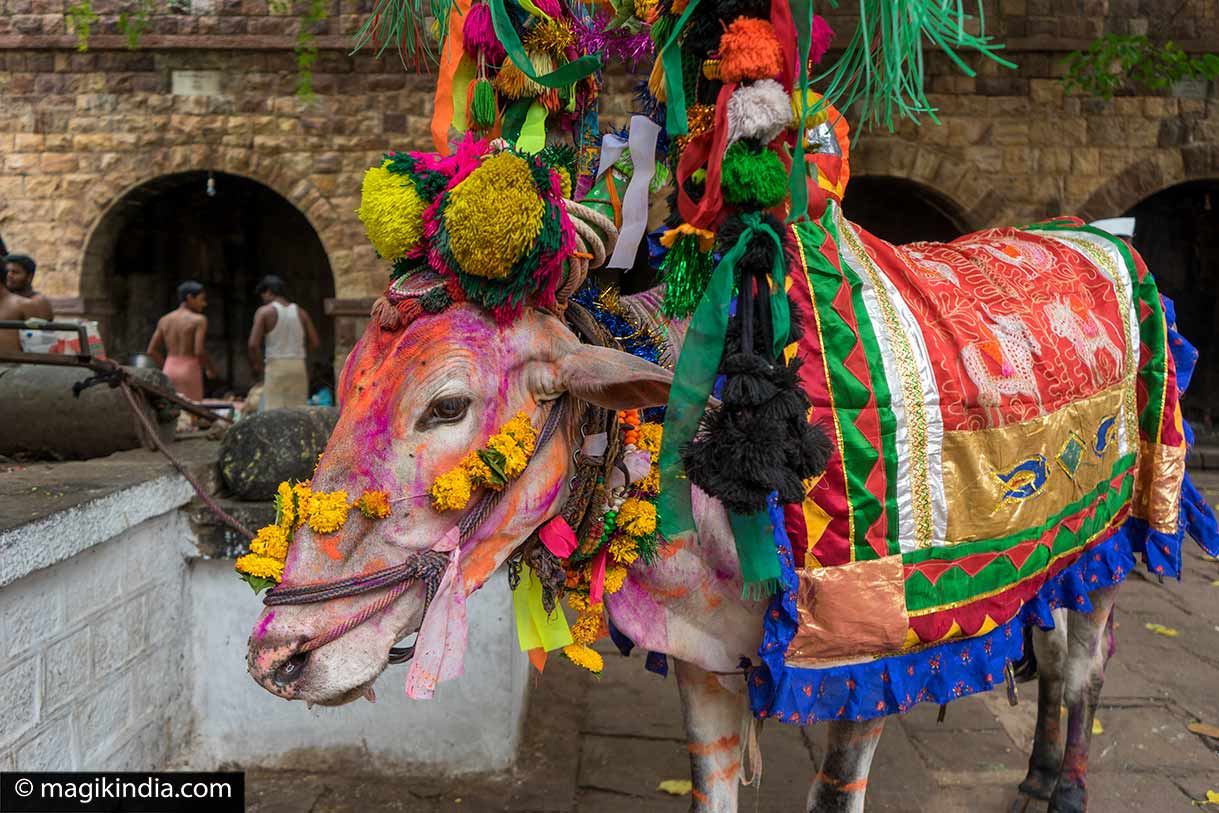 Uttarayan, Makar Sankranti and the Kite Festival - MAGIK INDIA