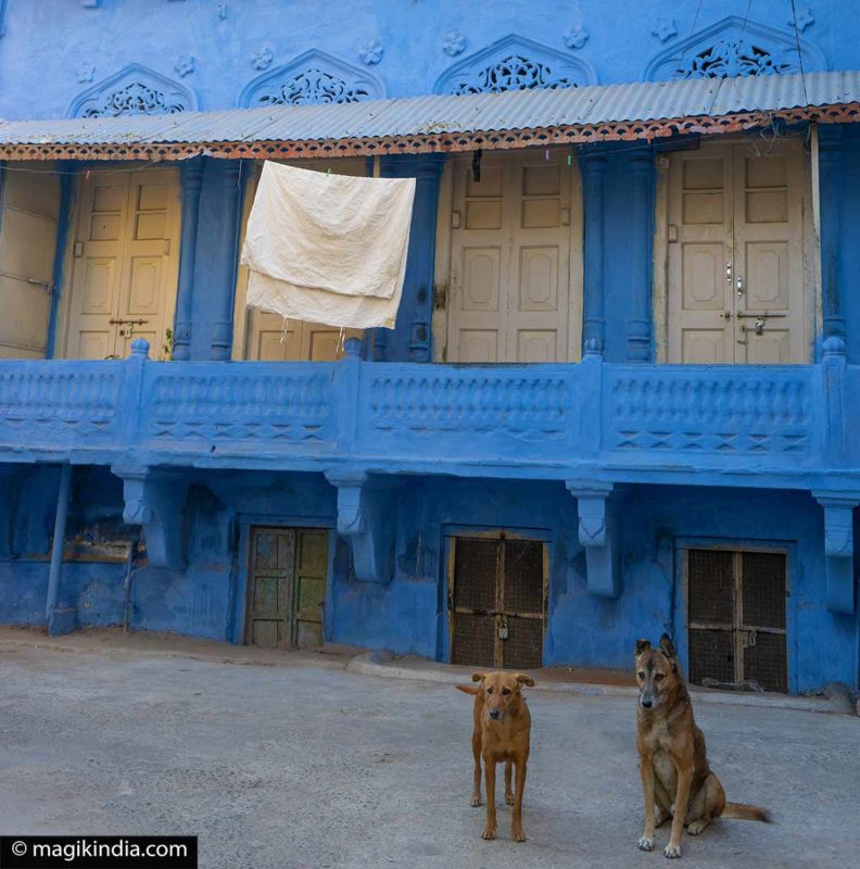 Jodhpur, the blue city of Rajasthan - MAGIK INDIA