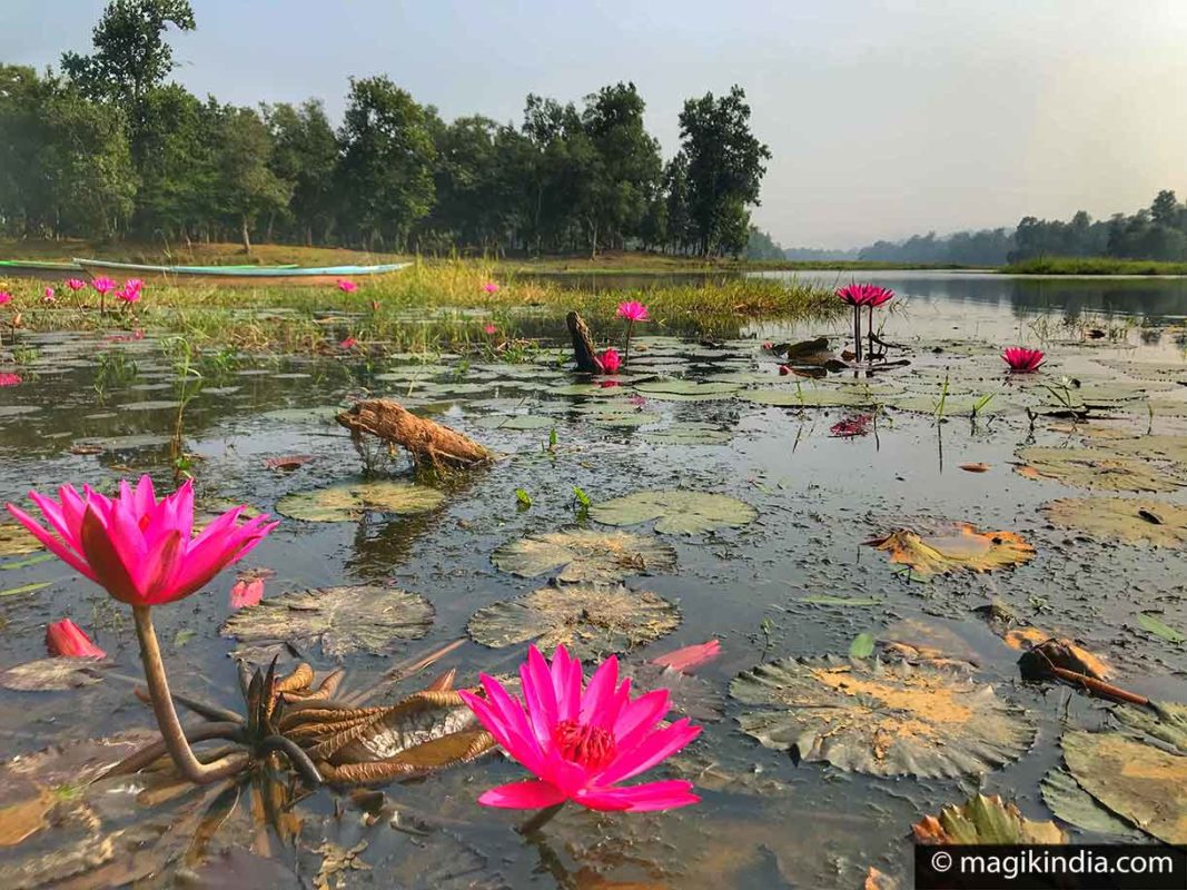 Assam, the seventh sister of Northeast India - MAGIK INDIA