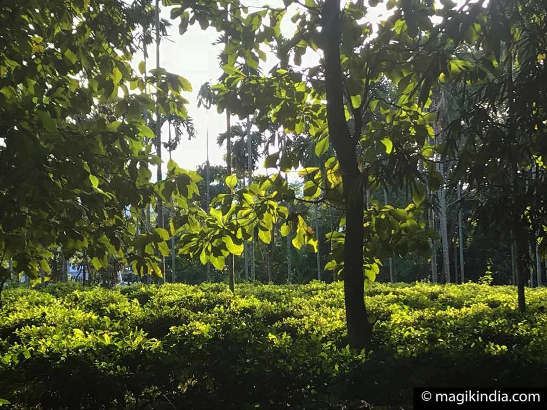 Assam, the seventh sister of Northeast India - MAGIK INDIA