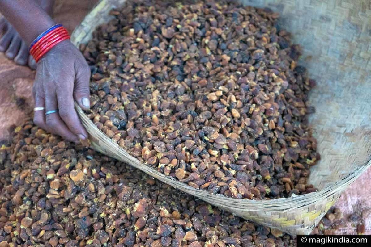 Bastar, the tribal region of Chhattisgarh - MAGIK INDIA