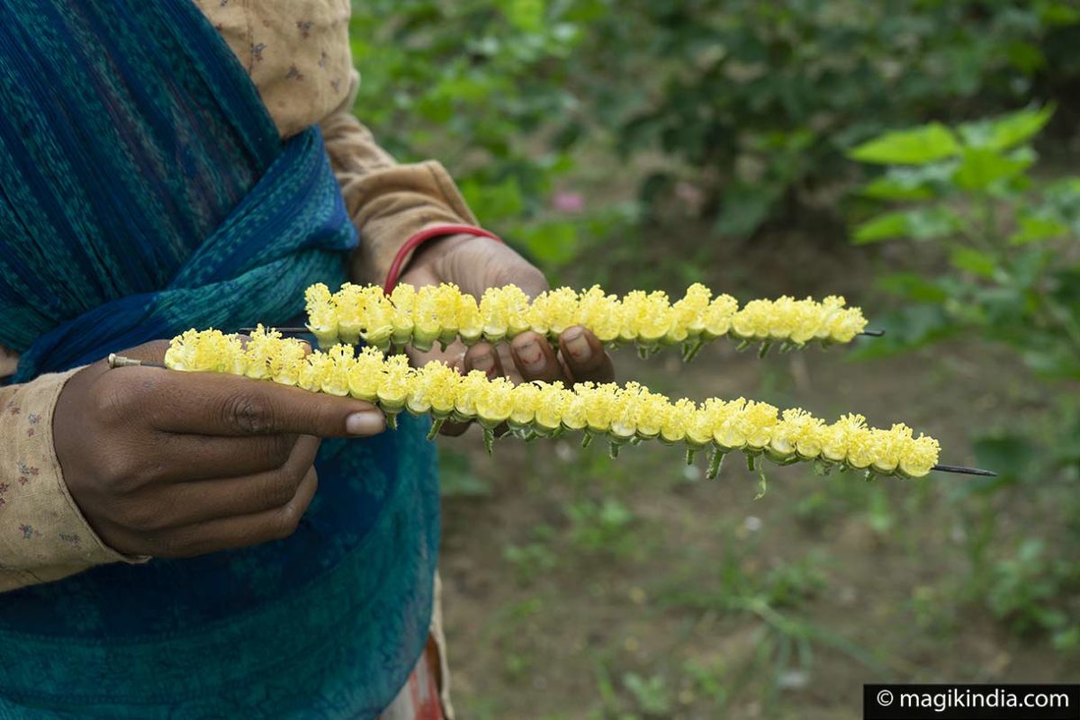 Poshina and the enigmatic terracotta horses - MAGIK INDIA