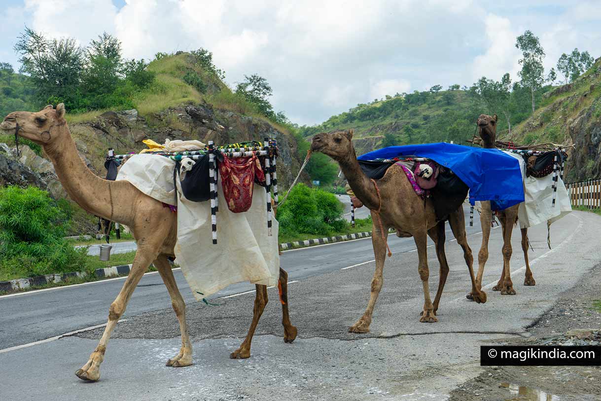 Rabari people, those who follow their own path - MAGIK INDIA