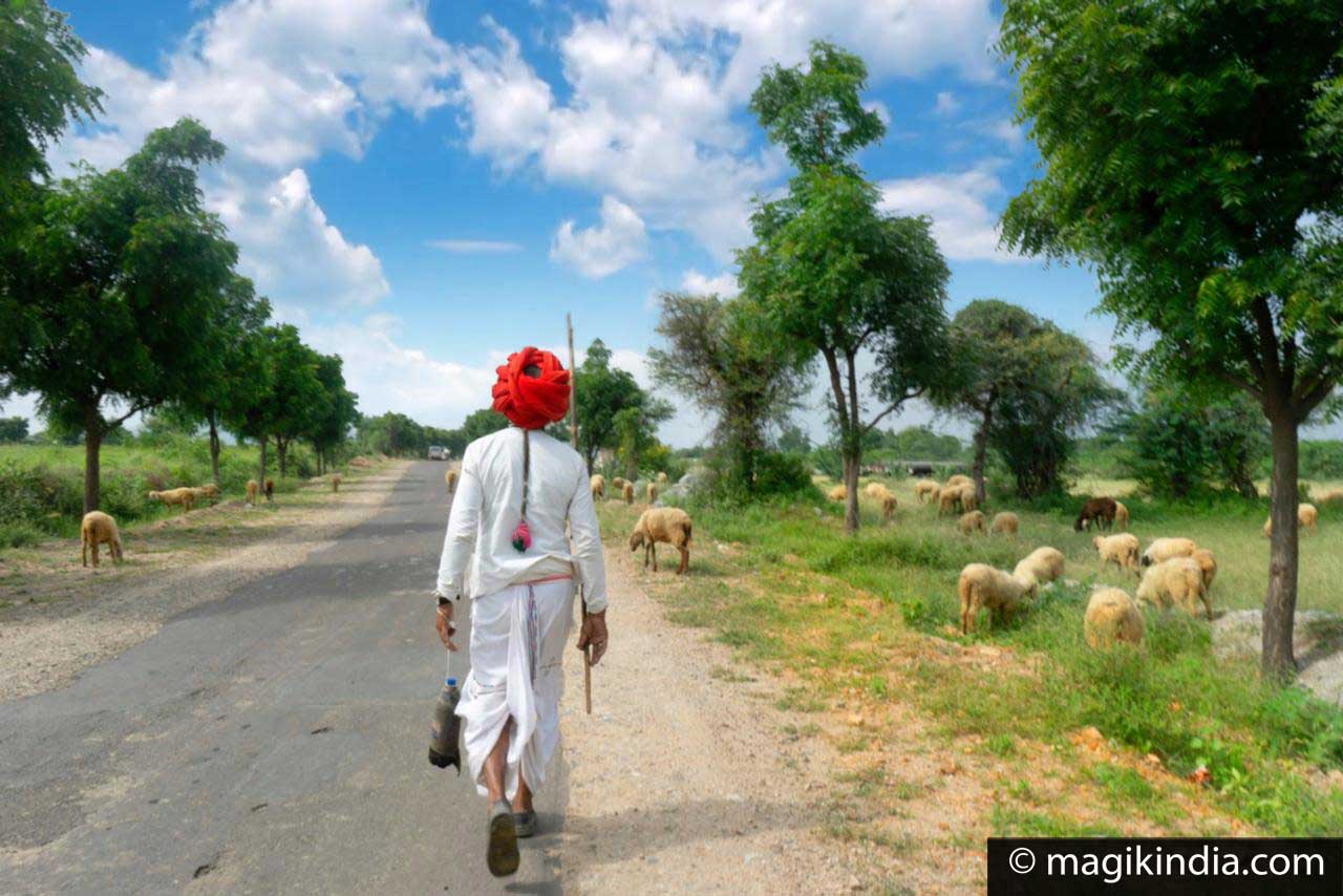 Rabari people, those who follow their own path - MAGIK INDIA