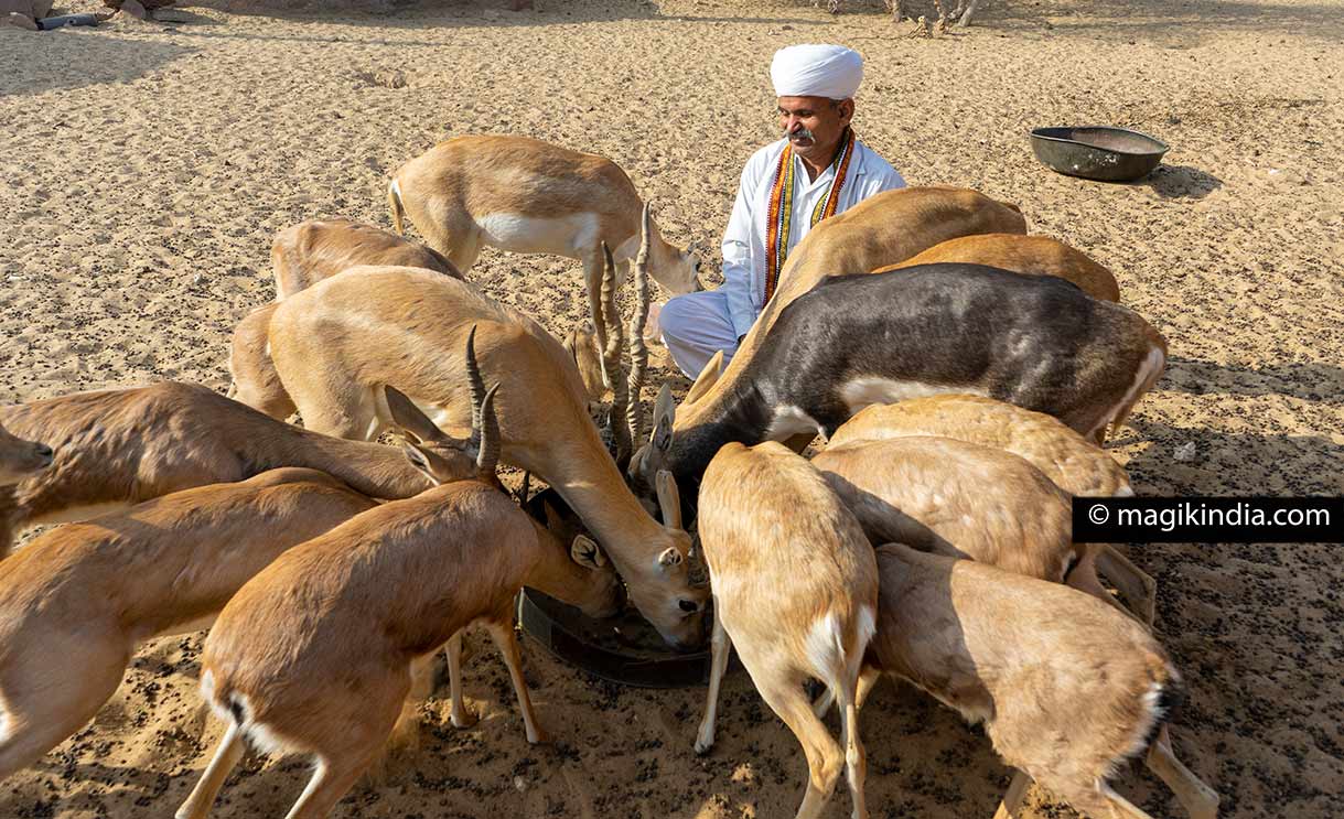 Bishnoi people, India's first environmentalists - MAGIK INDIA
