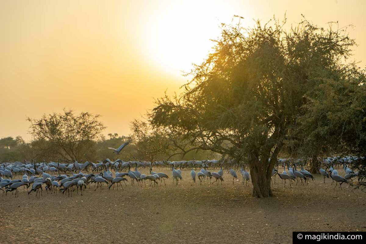 Bishnoi people, India's first environmentalists - MAGIK INDIA