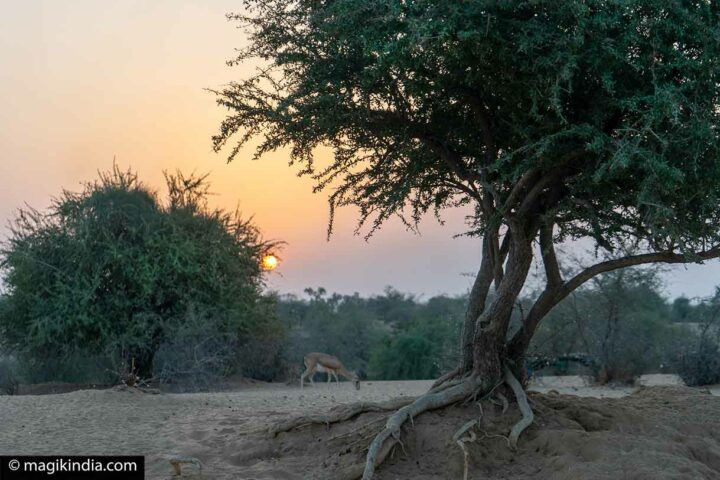 Bishnoi people, India's first environmentalists - MAGIK INDIA