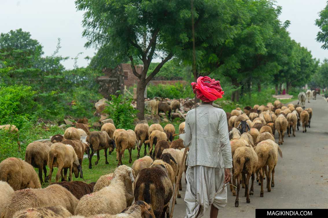 Ghanerao, royal heritage and rural traditions - MAGIK INDIA